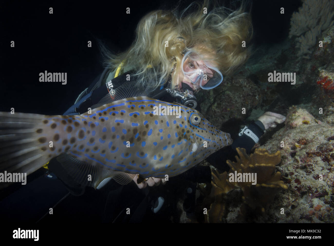 Female scuba diver looks at filefish at night. Scrawled Filefish ...