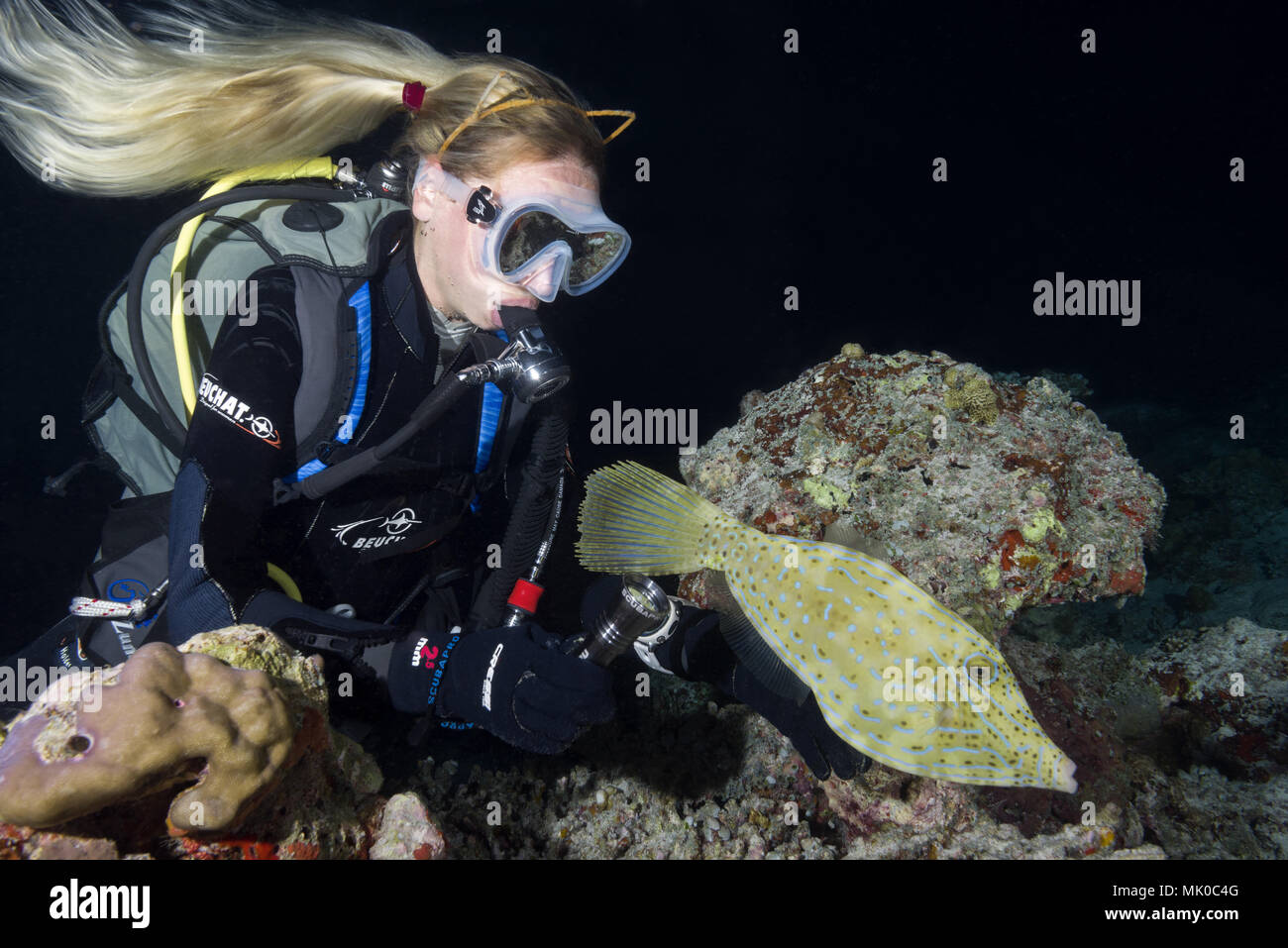 Female scuba diver looks at filefish at night. Scrawled Filefish ...