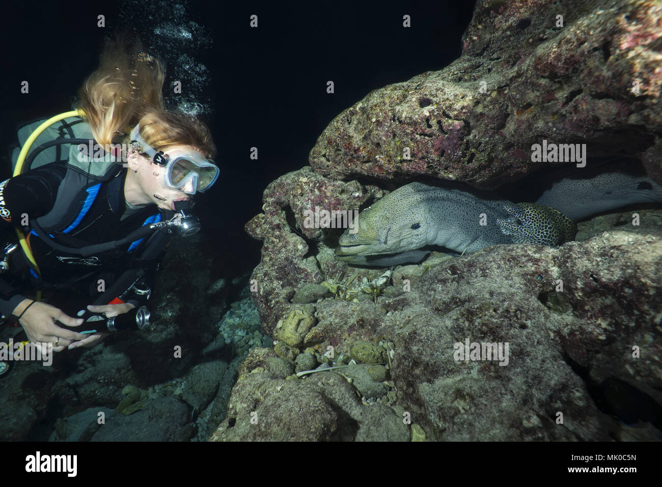 Female scuba diver looks at group of moray eels in the night. Yellow ...