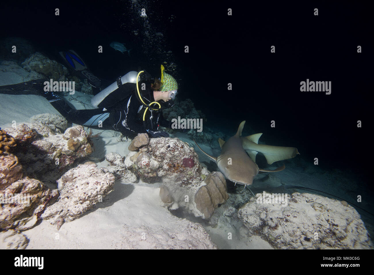 Female scuba diver looks at shark in the night. Tawny nurse shark ...