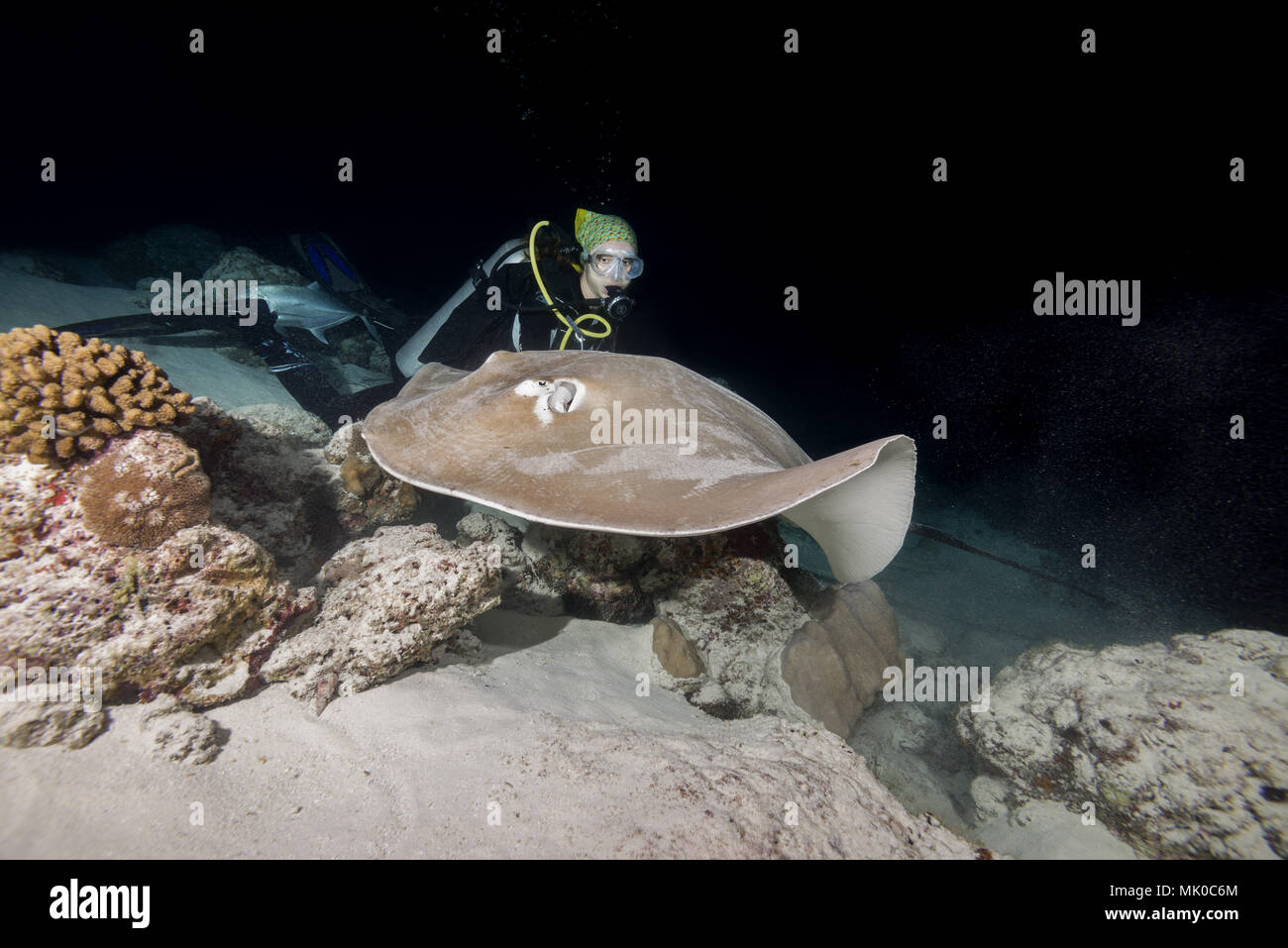Stingray tail hi-res stock photography and images - Alamy