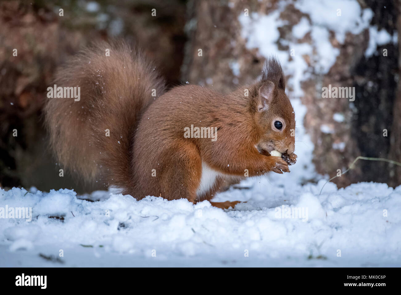 Red squirrel sitting on a tree hi-res stock photography and images - Alamy
