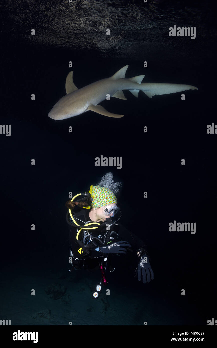 Female scuba diver and shark in the night. Tawny nurse shark, Giant ...