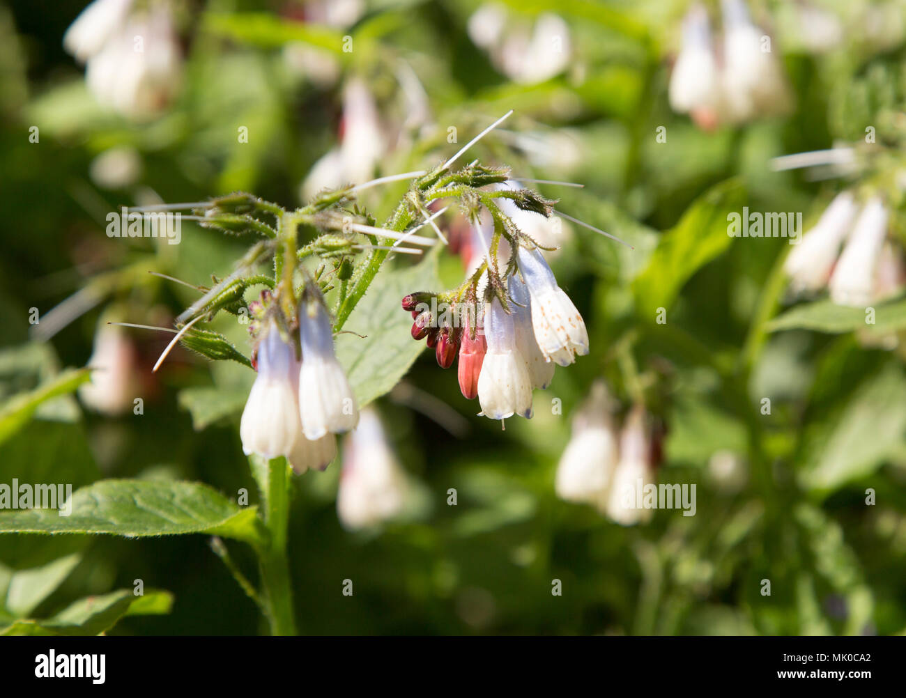 Close up of Common Comfrey, Symphytum officinale, UK Stock Photo - Alamy