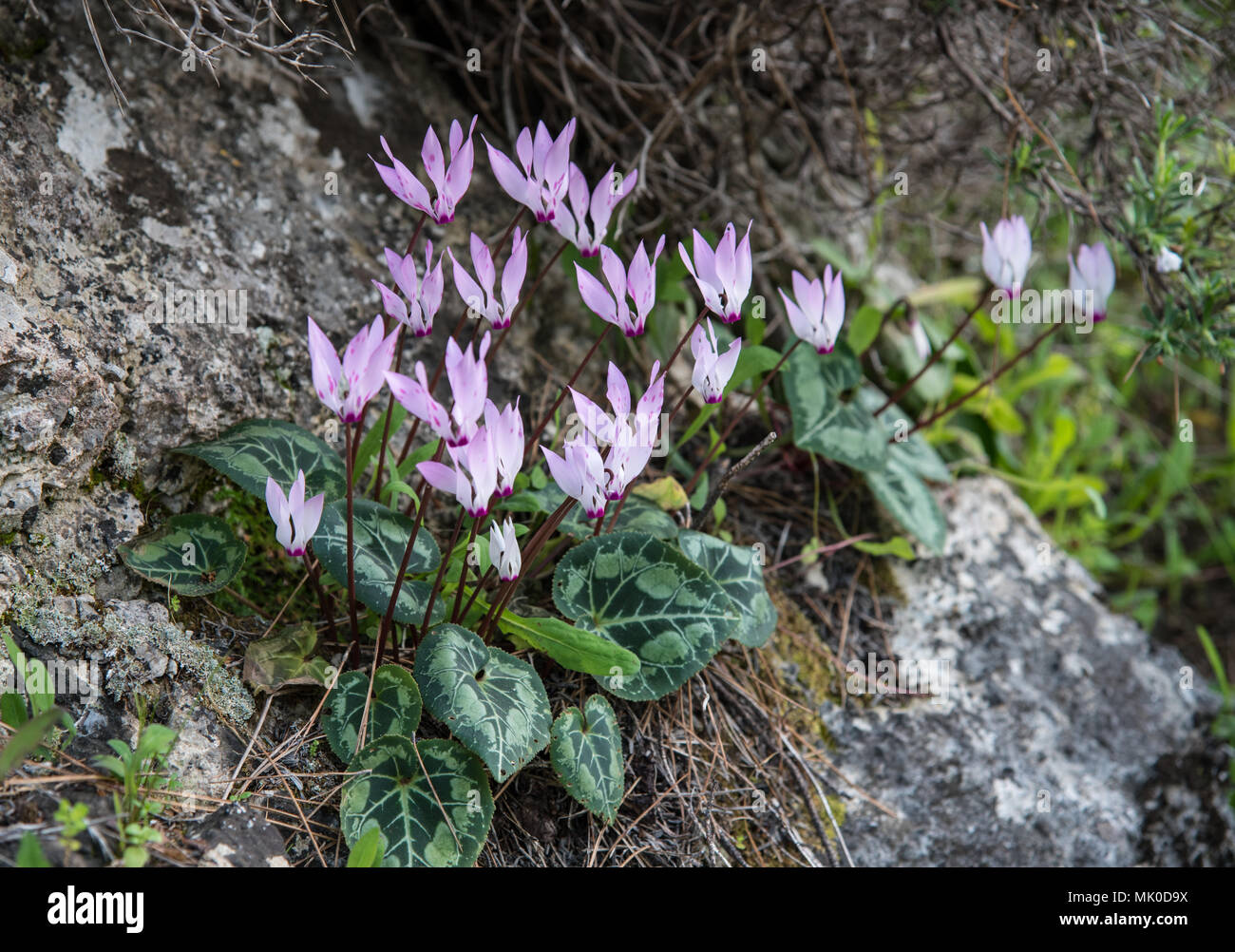 Cyprus wildflowers hi-res stock photography and images - Alamy