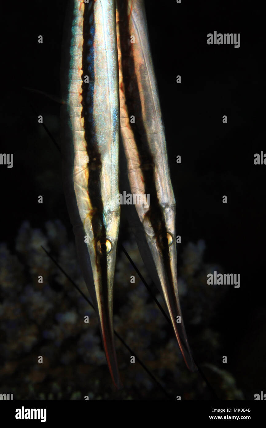 Close-up of Two Razorfish (Aeoliscus strigatus). Moalboal, Philippines ...