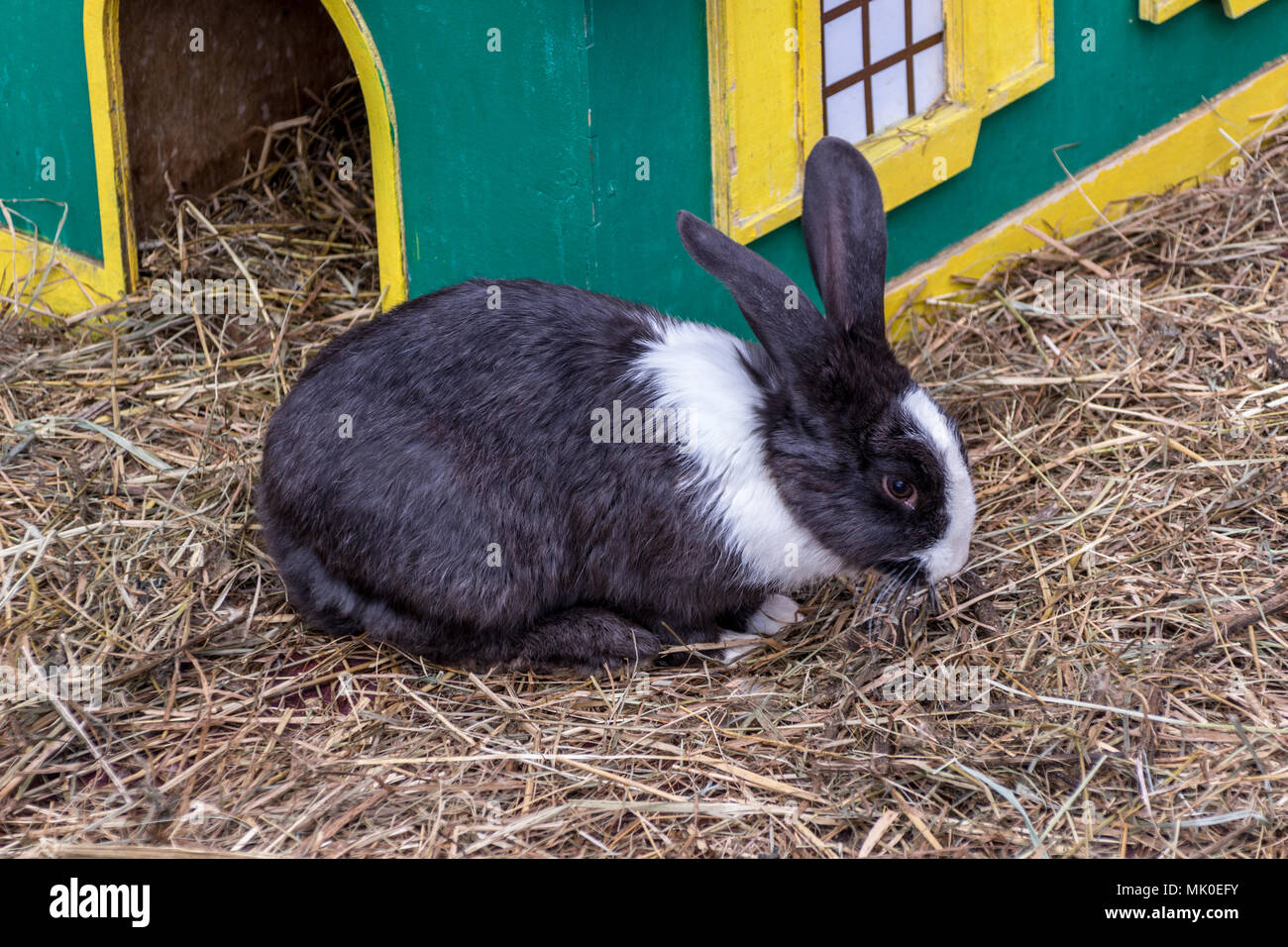 Rabbit tower hi-res stock photography and images - Alamy