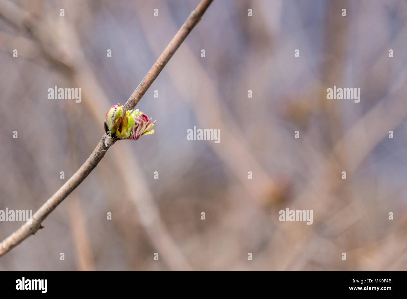 Kidney on tree branch hi-res stock photography and images - Alamy