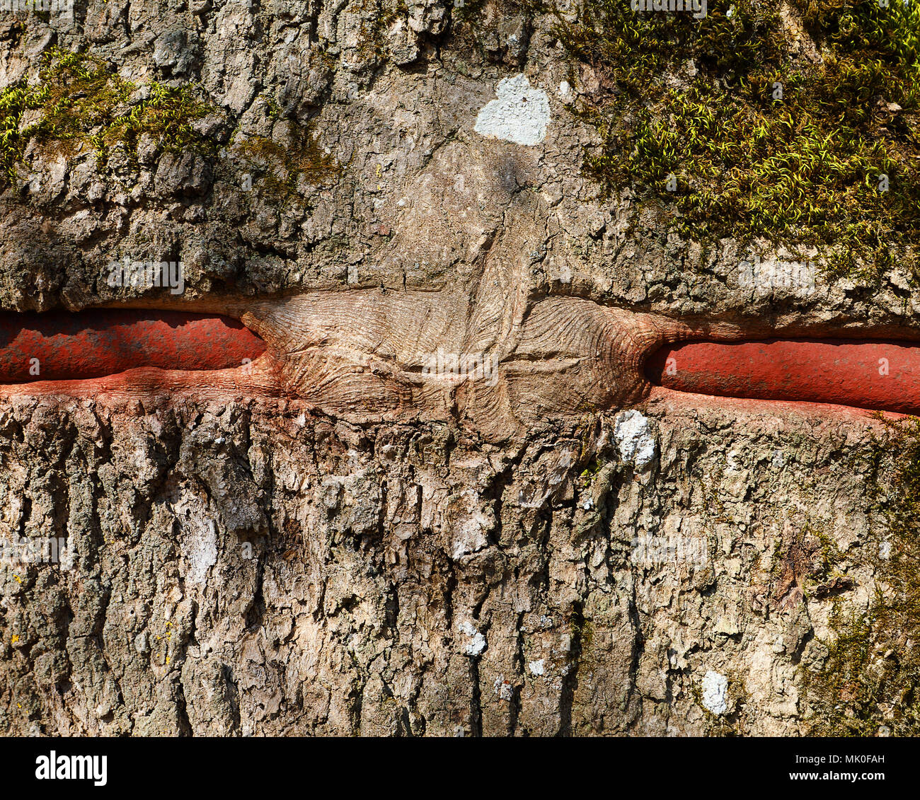 Lichen on rough bark texture hi-res stock photography and images - Alamy