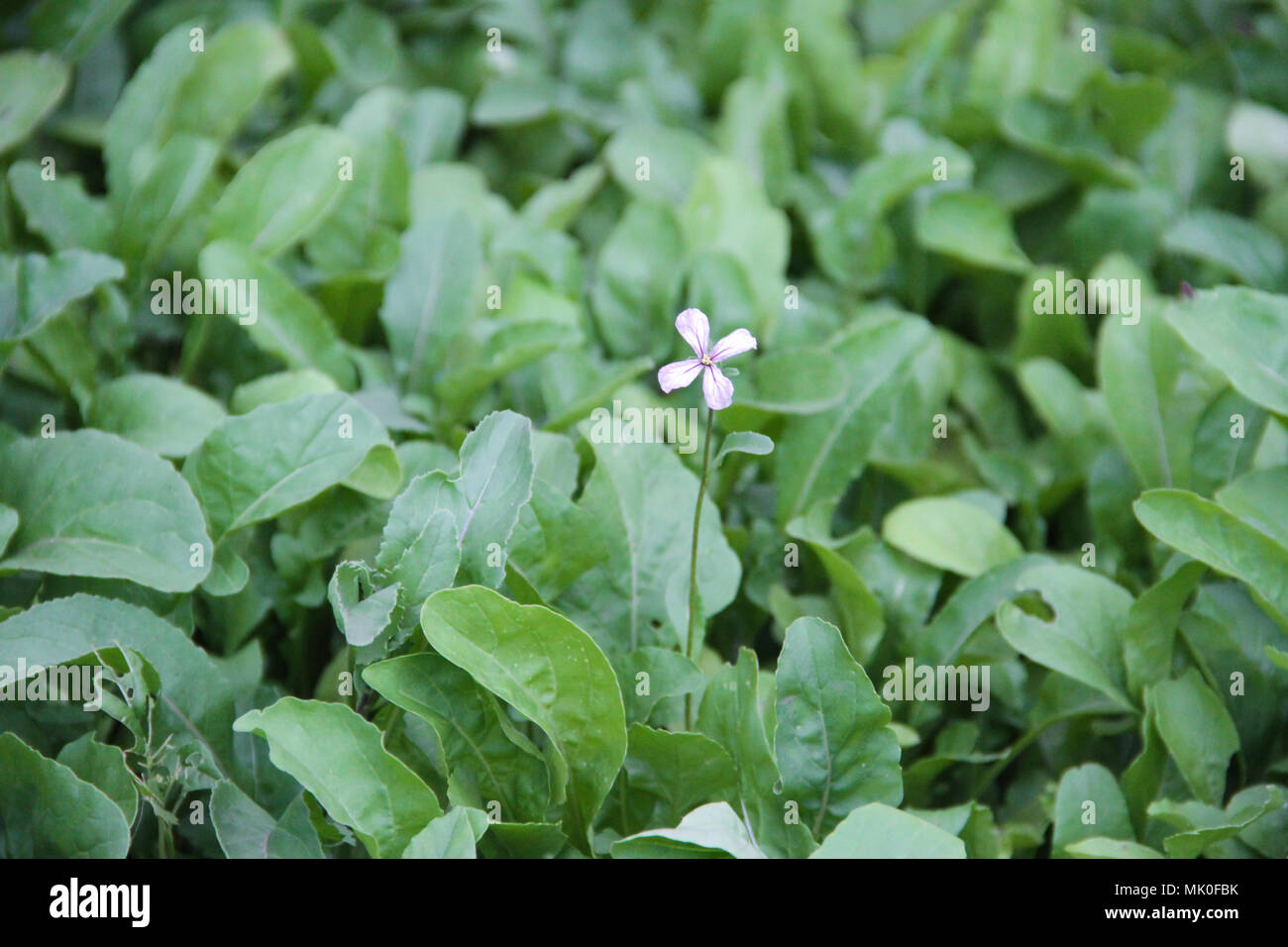 flower of the arugula in the organic garden Stock Photo - Alamy