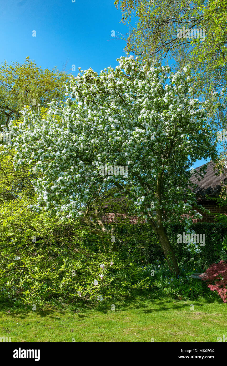 Crabapple tree blossom in hi-res stock photography and images - Alamy