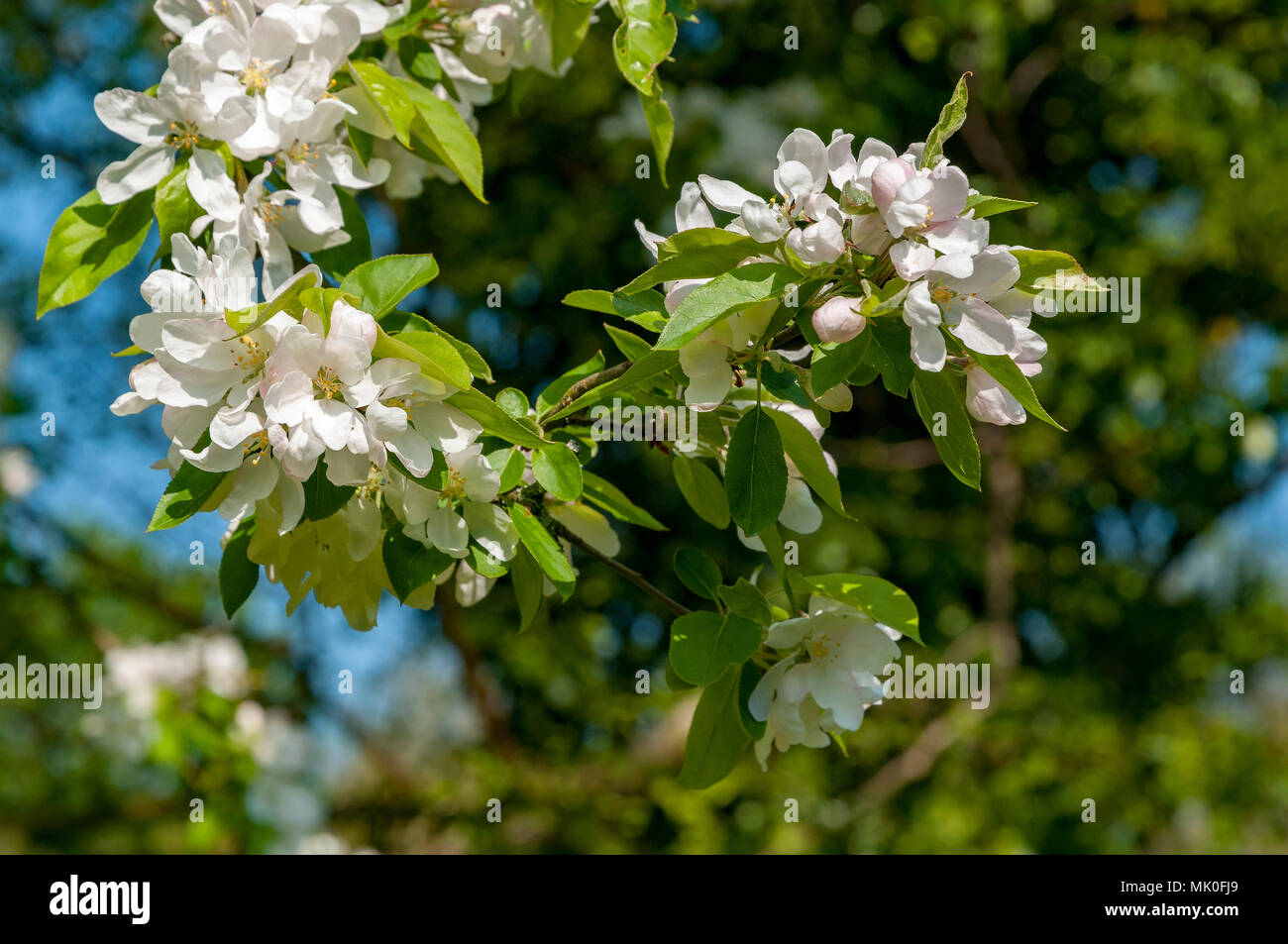 Revit Malus Spring Snow Flowering Crabapple