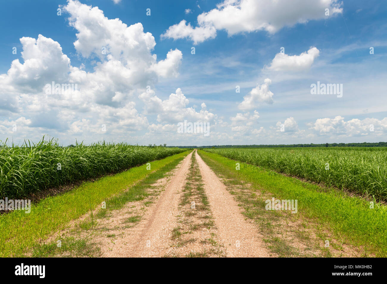 Louisiana plantation road hi-res stock photography and images - Alamy