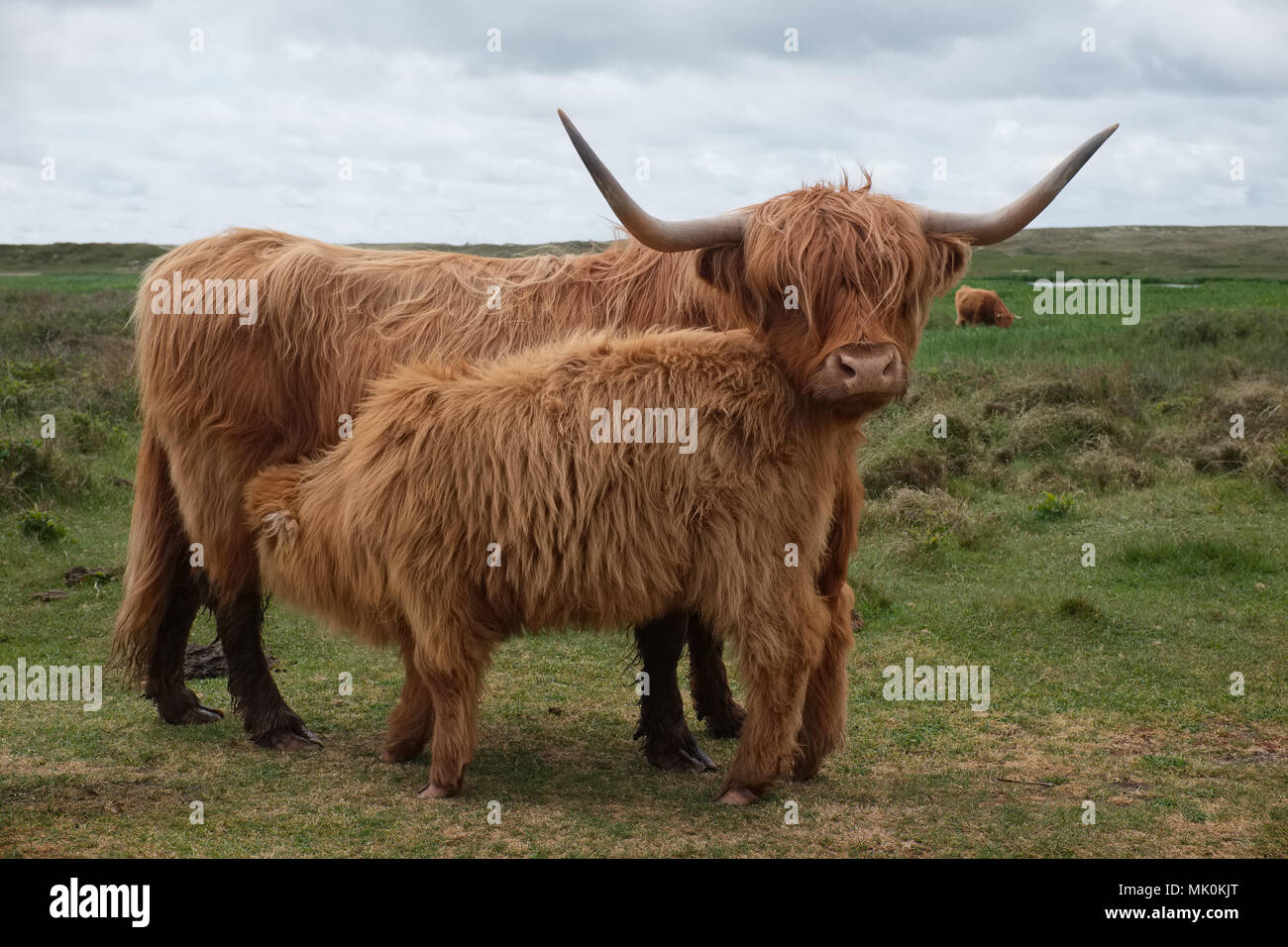 Illustration shows Scottish Highland cow and calf in the Dunes of Texel ...