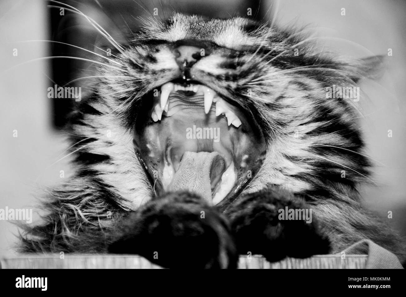 Animaal hi-res stock photography and images - Alamy