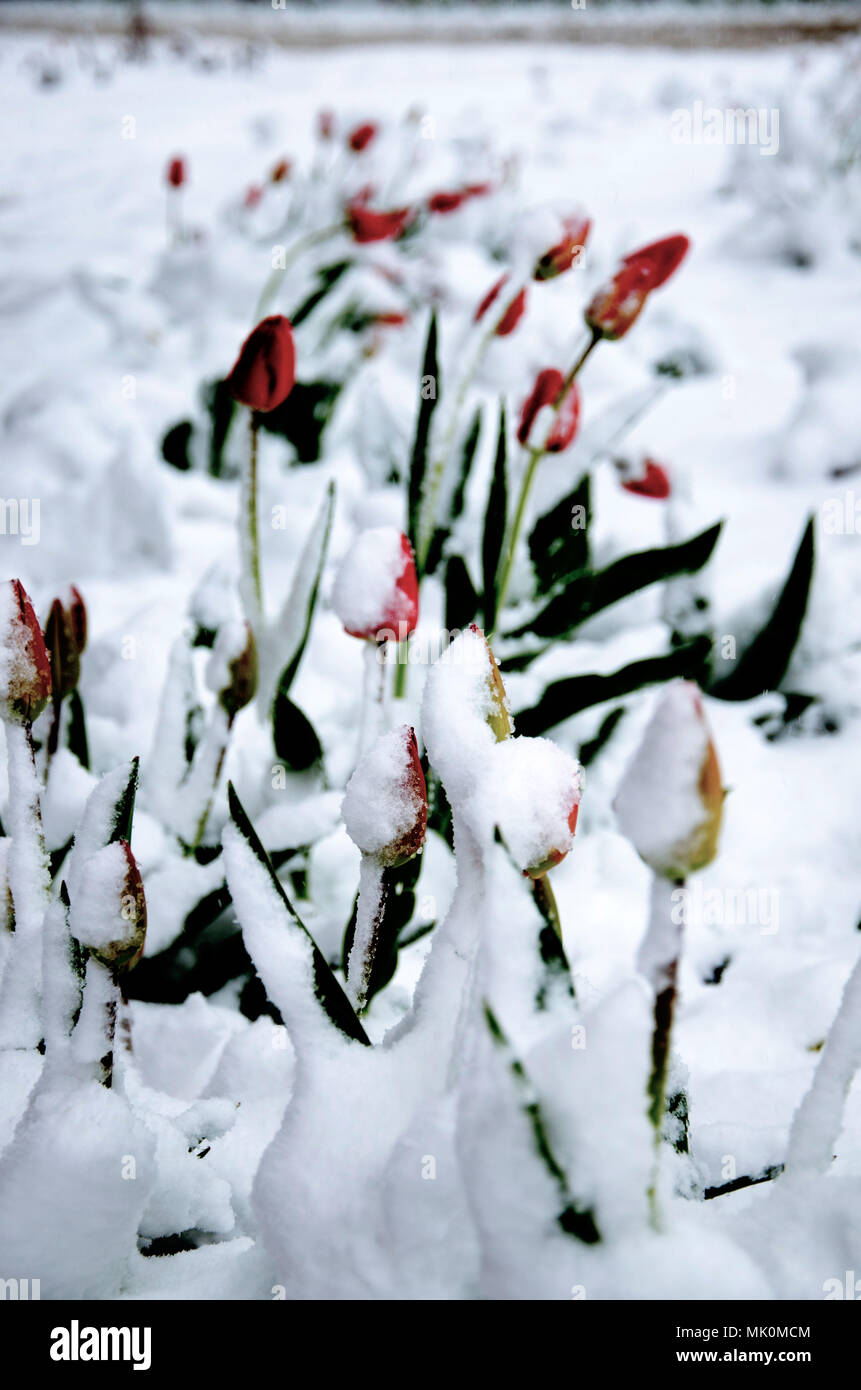 Spring tulips in the snow hi-res stock photography and images - Alamy
