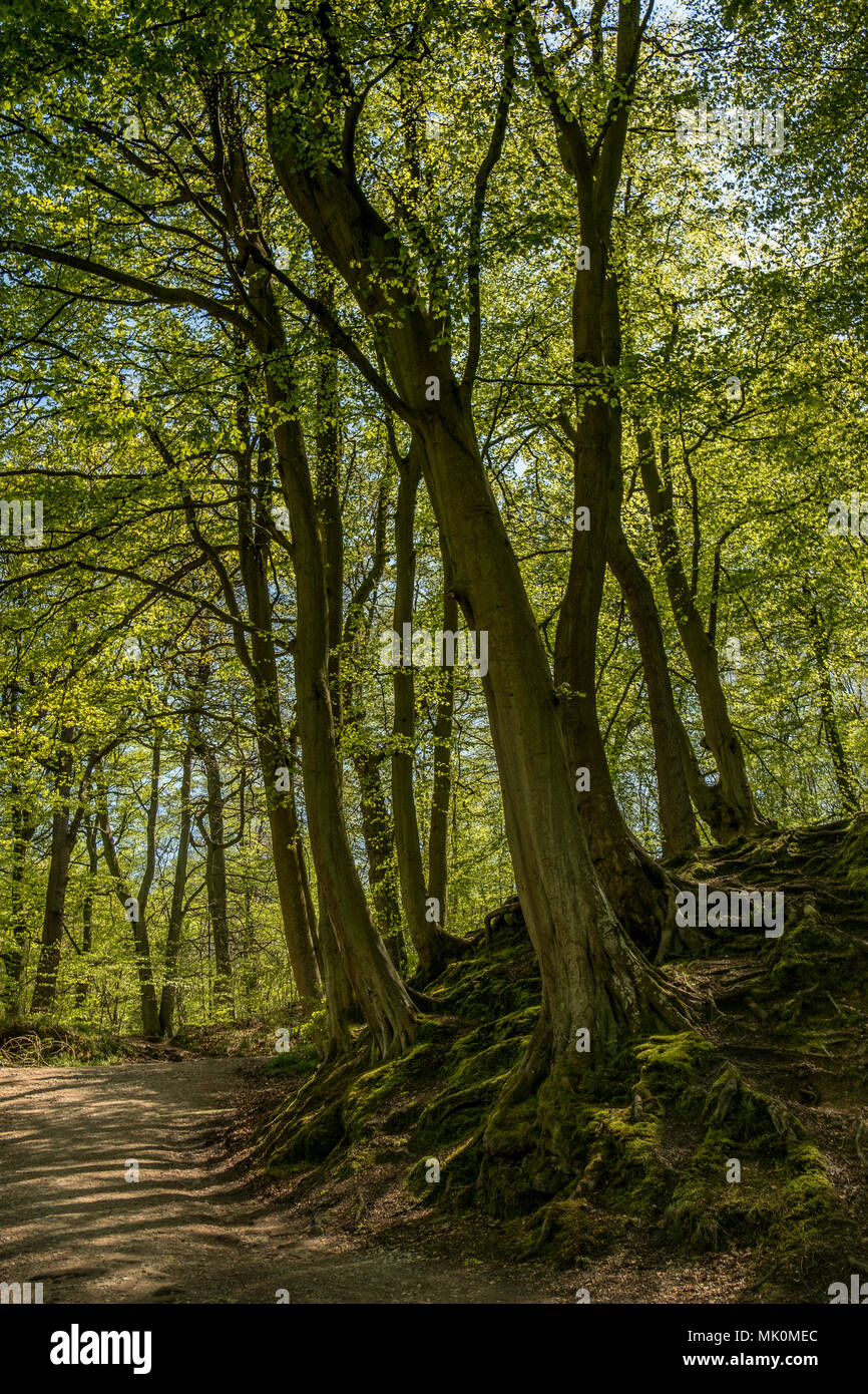 Falling foss woods hi-res stock photography and images - Alamy