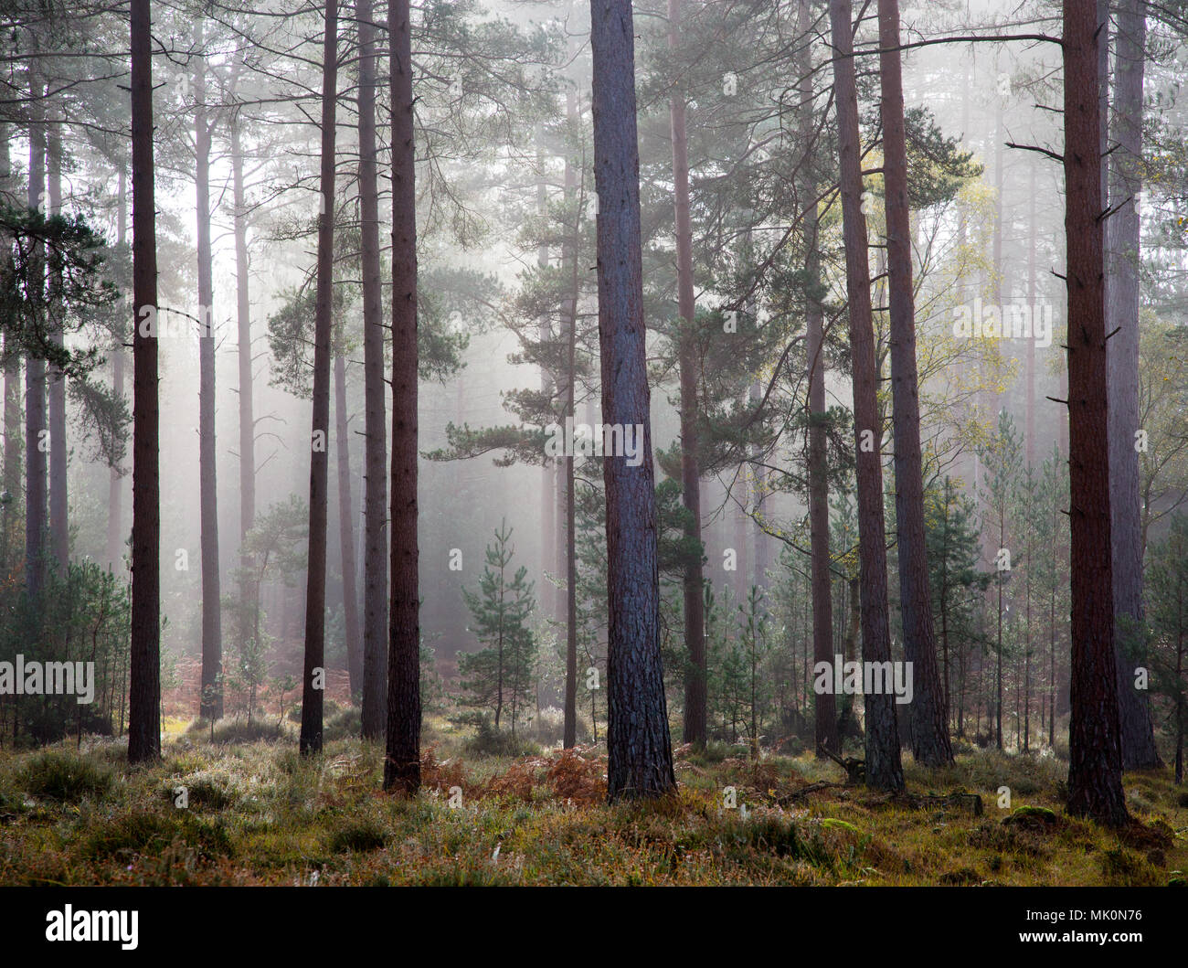 Mist through pine trees, New Forest Hampshire Stock Photo - Alamy