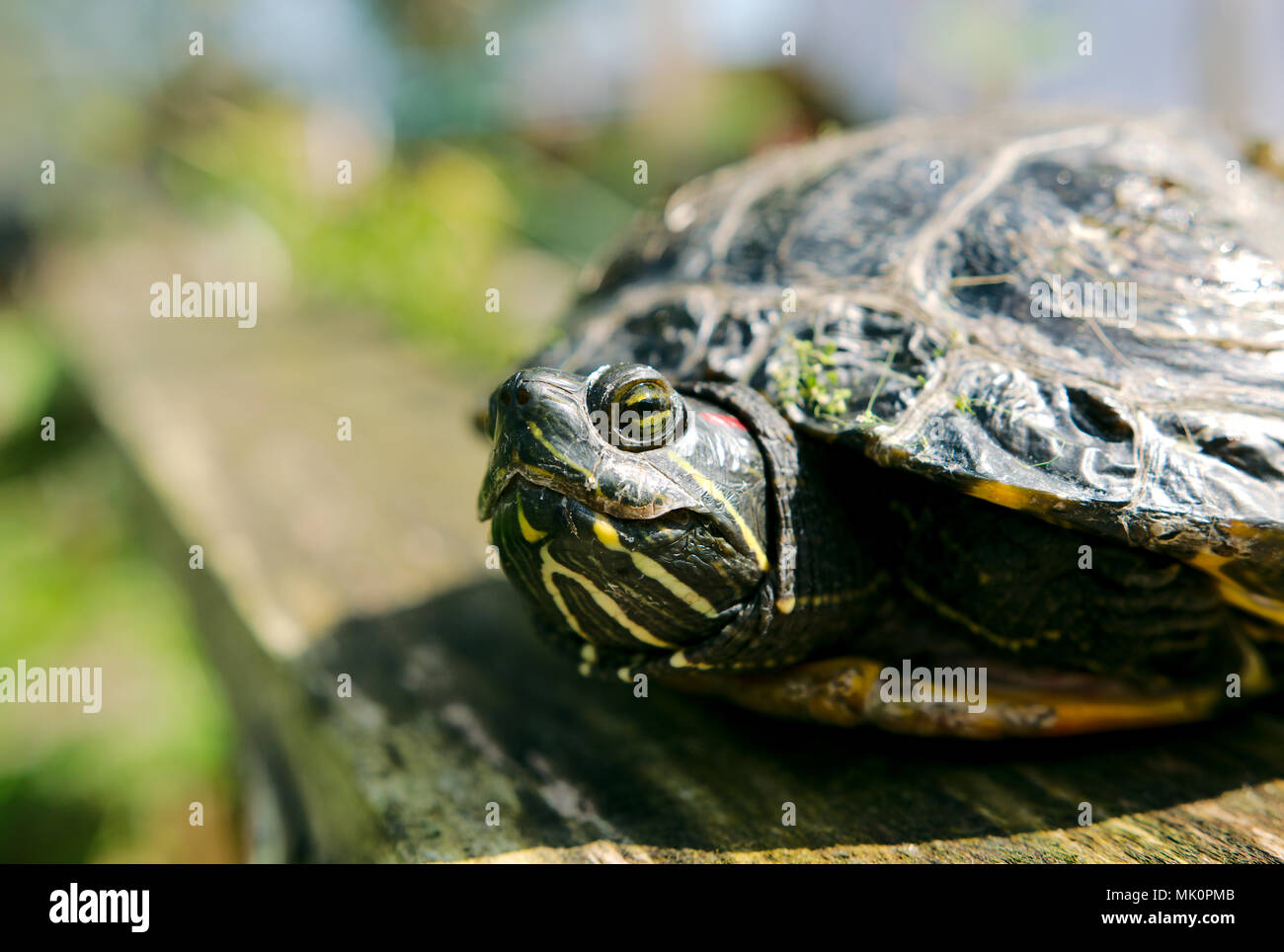 Red stripe terrapin hi-res stock photography and images - Alamy