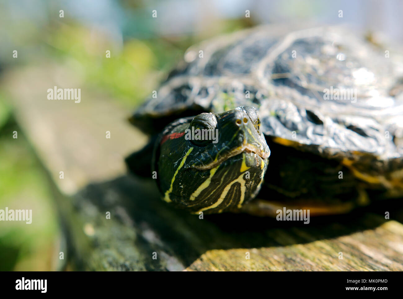 Black and white terrapin hi-res stock photography and images - Alamy