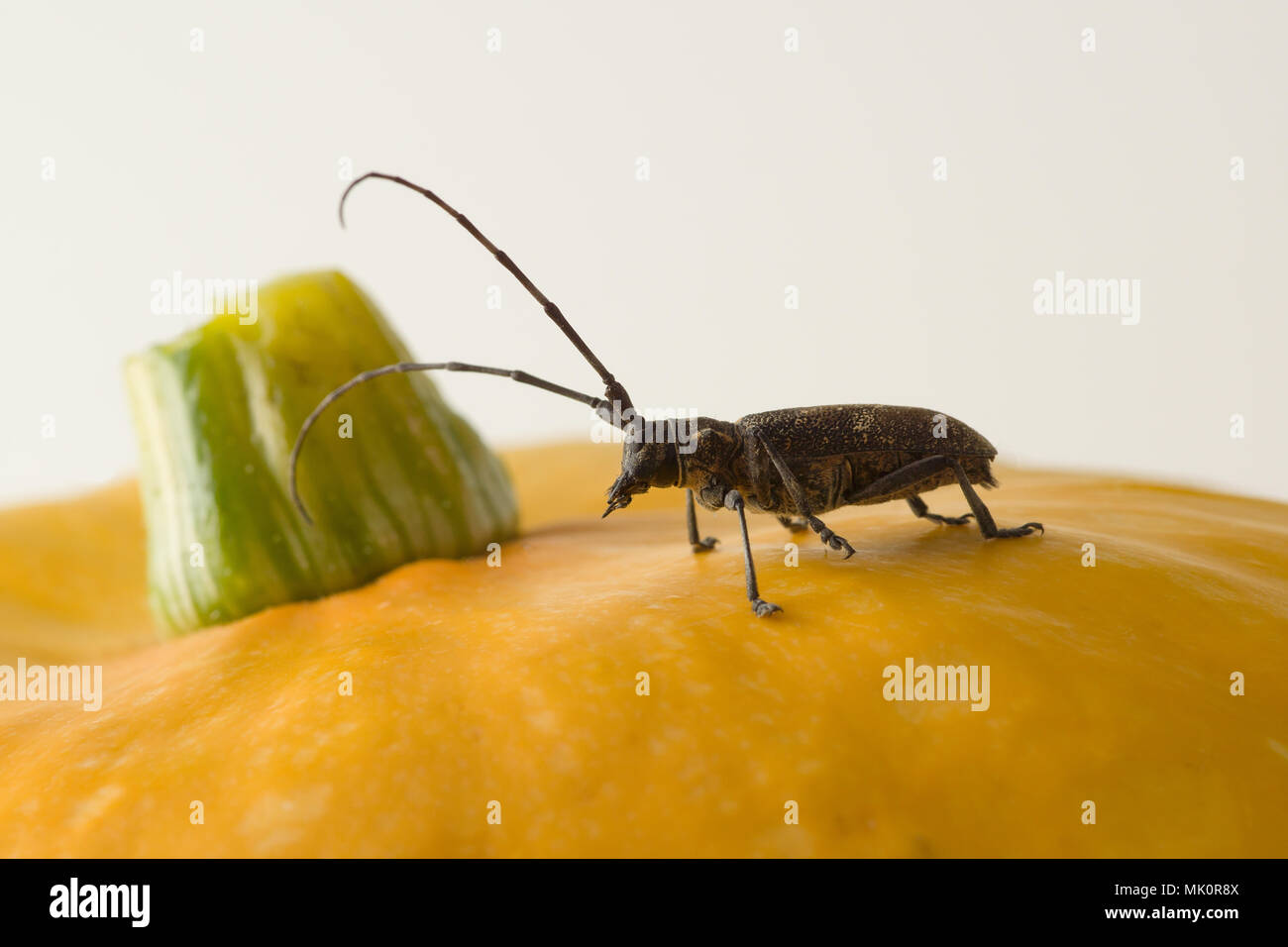 Large black beetle with long mustache and mites Stock Photo - Alamy
