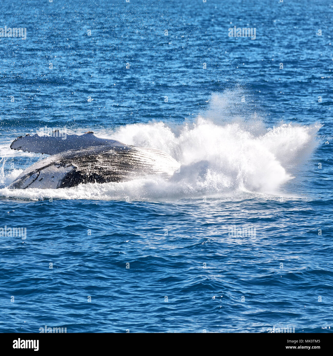 in australia a free whale in the ocean like concept of freedom Stock ...