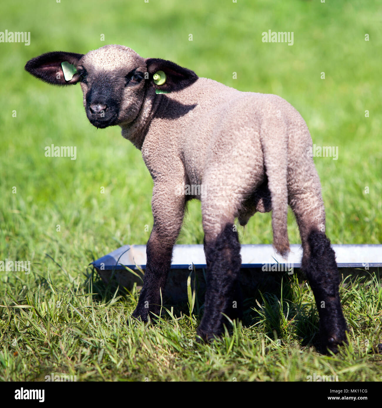 Beautiful lamb hi-res stock photography and images - Alamy