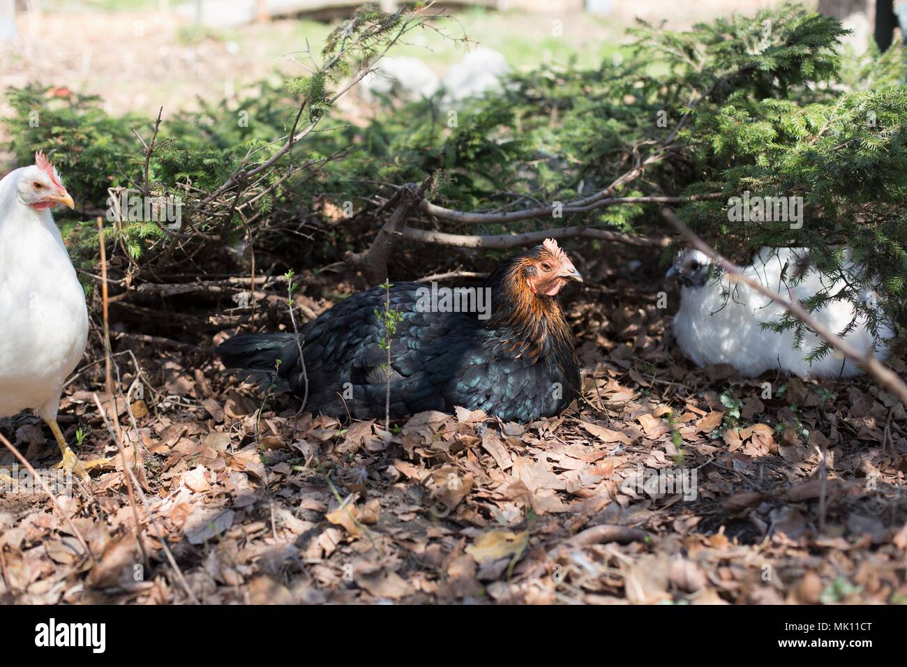 Three chickens lying under a bush Stock Photo - Alamy