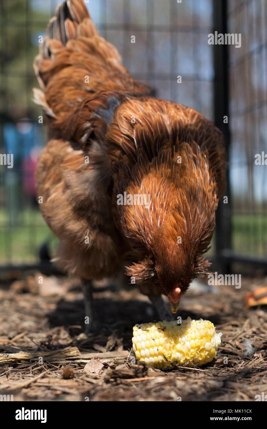 A red chicken eating corn off of a cob Stock Photo - Alamy