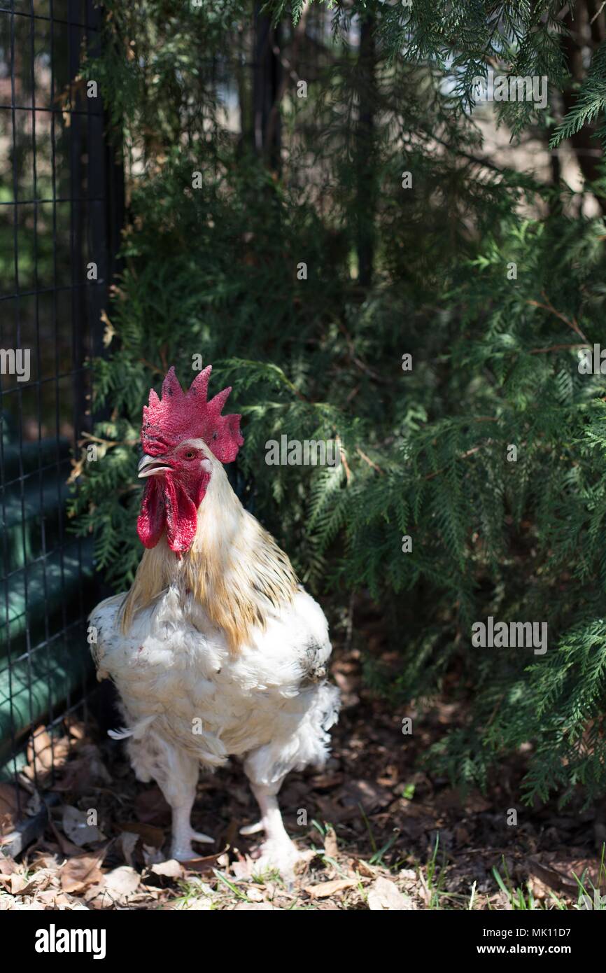 Big red rooster hi-res stock photography and images - Alamy