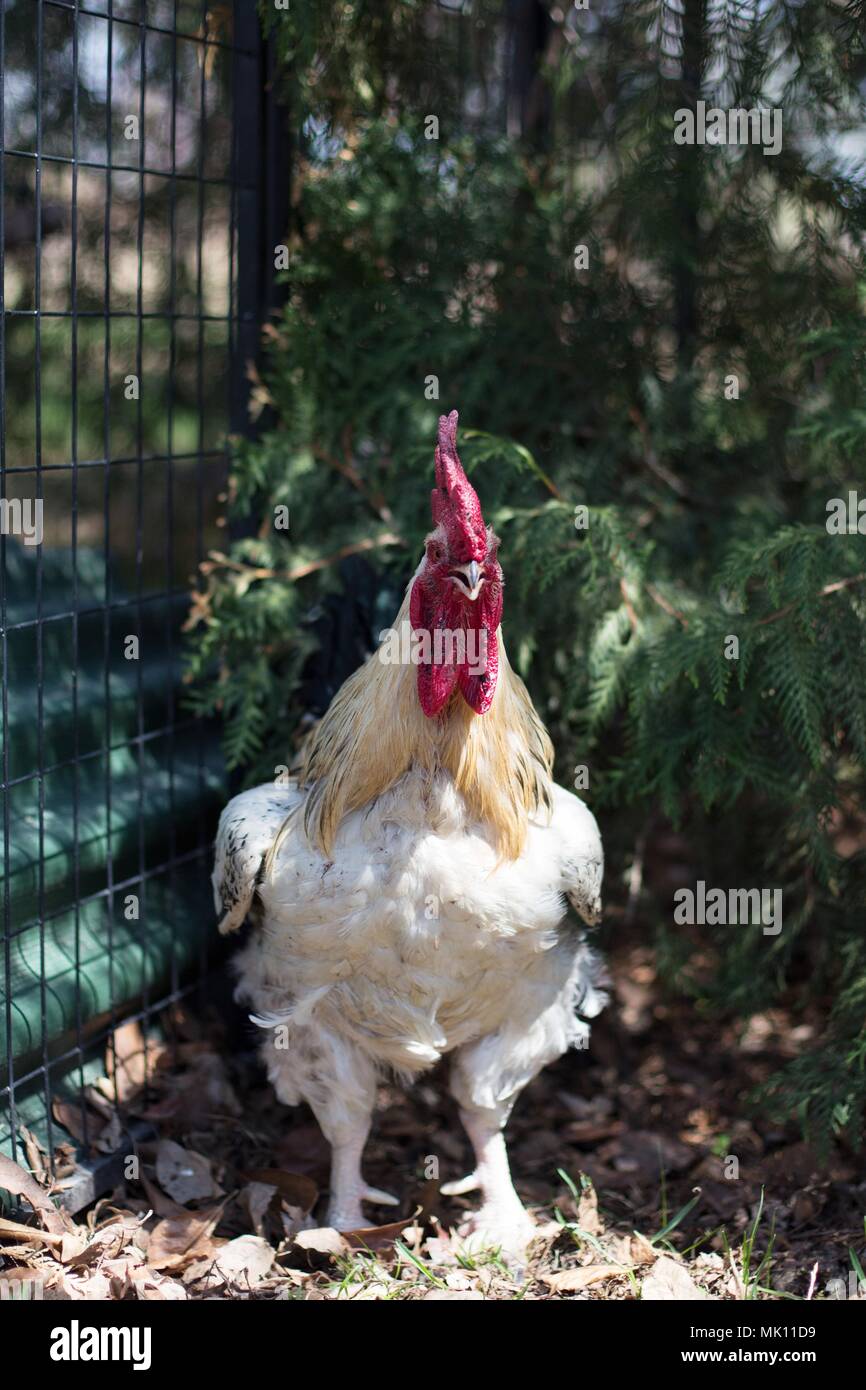 Rooster hi-res stock photography and images - Alamy