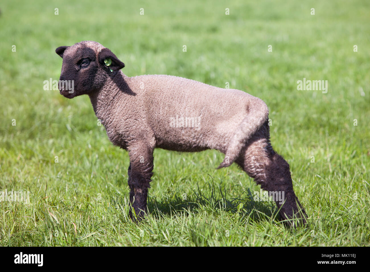 Most beautiful lamb hi-res stock photography and images - Alamy