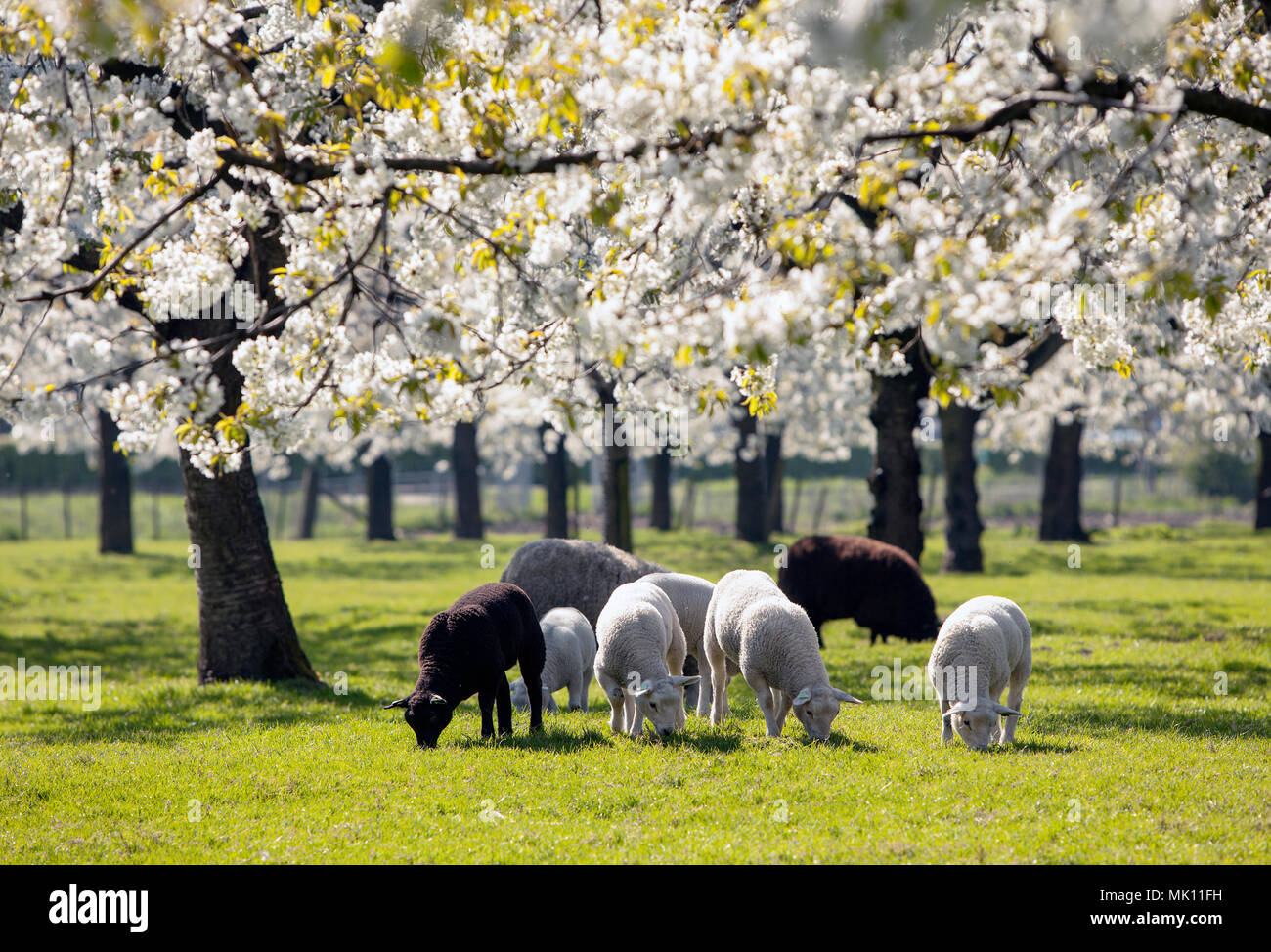 Sheep with grass texture hi-res stock photography and images - Alamy