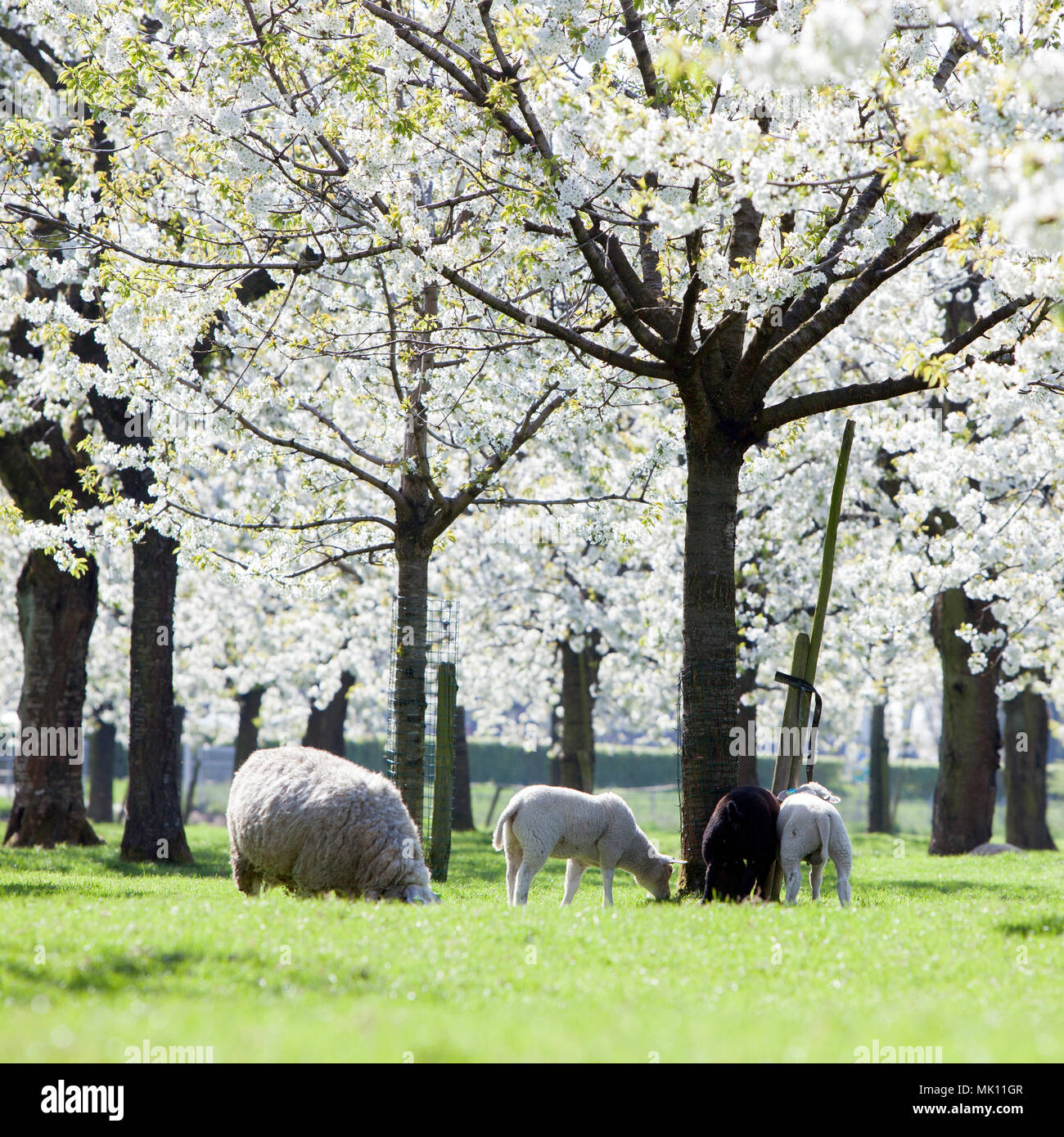 Sheep with grass texture hi-res stock photography and images - Alamy