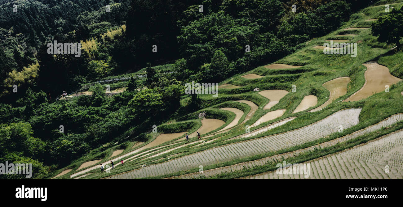 Paddy fields are typical feature of rice farming in southeast Asia ...