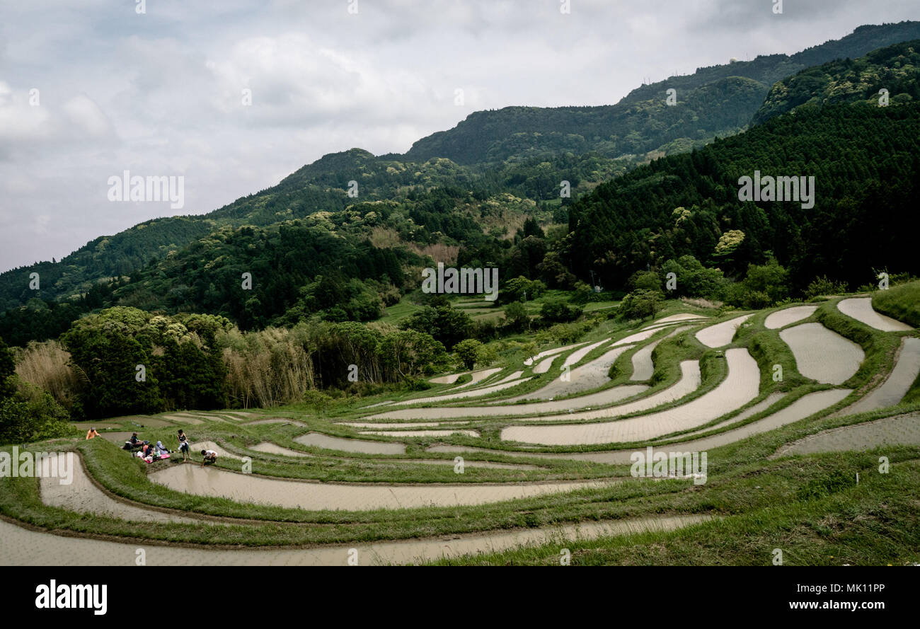 Paddy fields are typical feature of rice farming in southeast Asia ...
