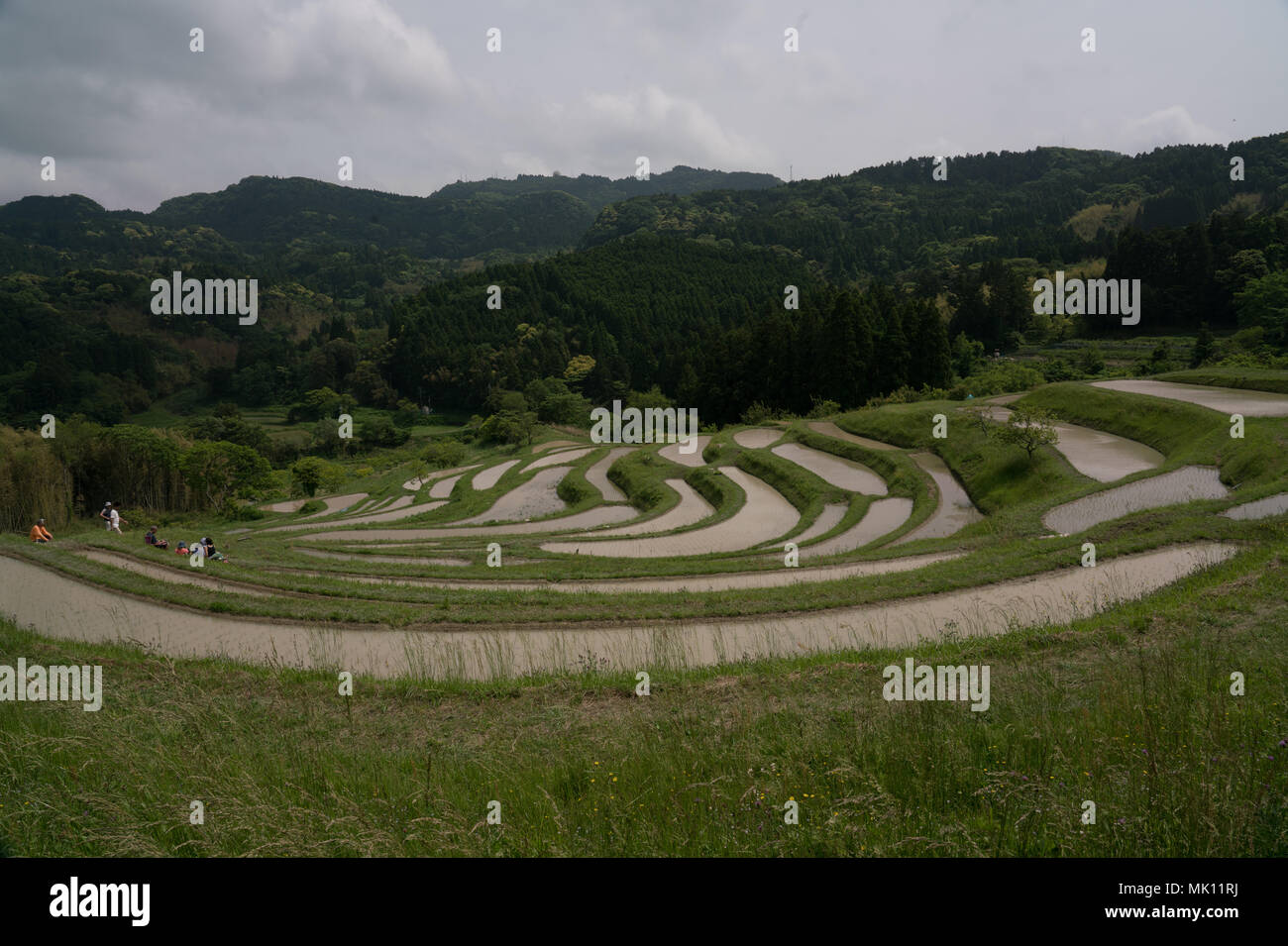 Paddy fields are typical feature of rice farming in southeast Asia ...