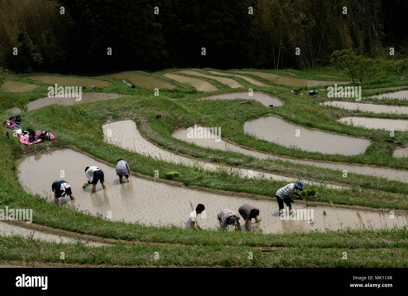Terrace farming southeast asia hi-res stock photography and images - Alamy