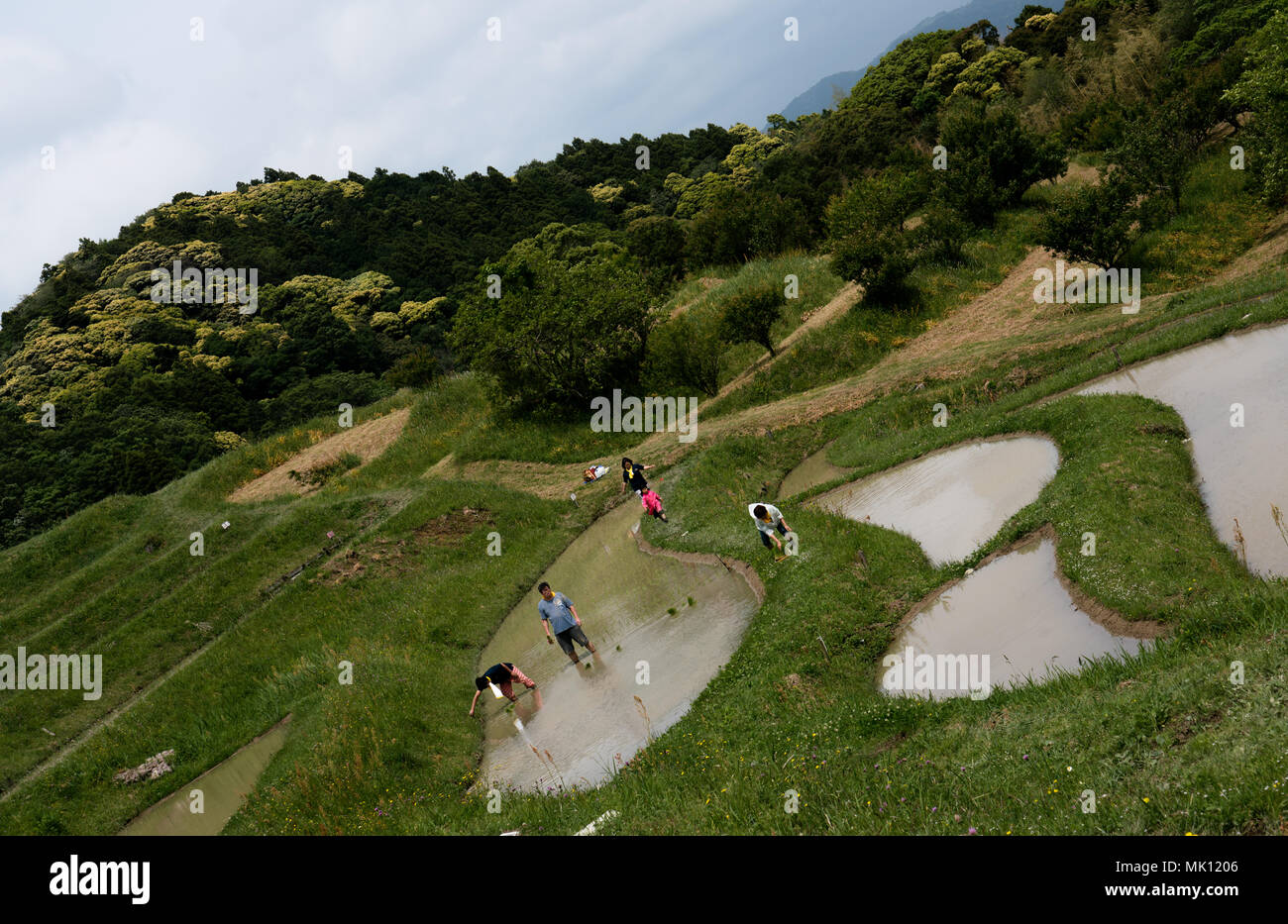 Terrace farming steep hi-res stock photography and images - Alamy