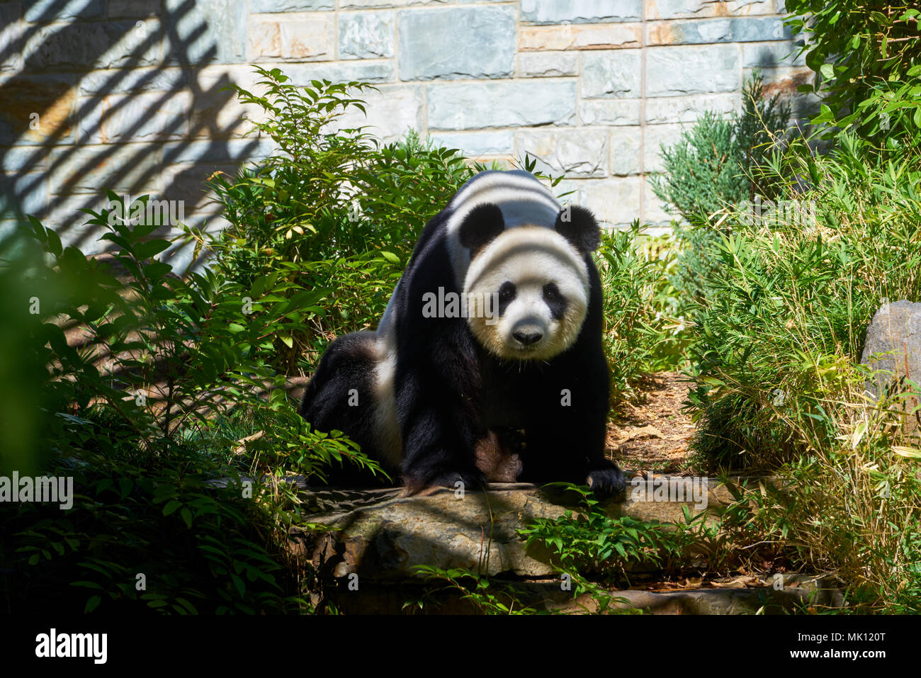 Giant Panda (Ailuropoda melanoleuca), adult, Adelaide Zoo, South Austalia, Australia Stock Photo ...