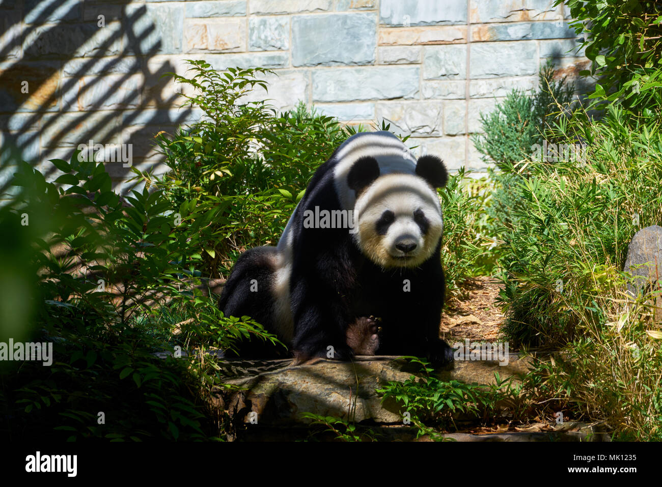 Giant Panda (Ailuropoda melanoleuca), adult, Adelaide Zoo, South ...