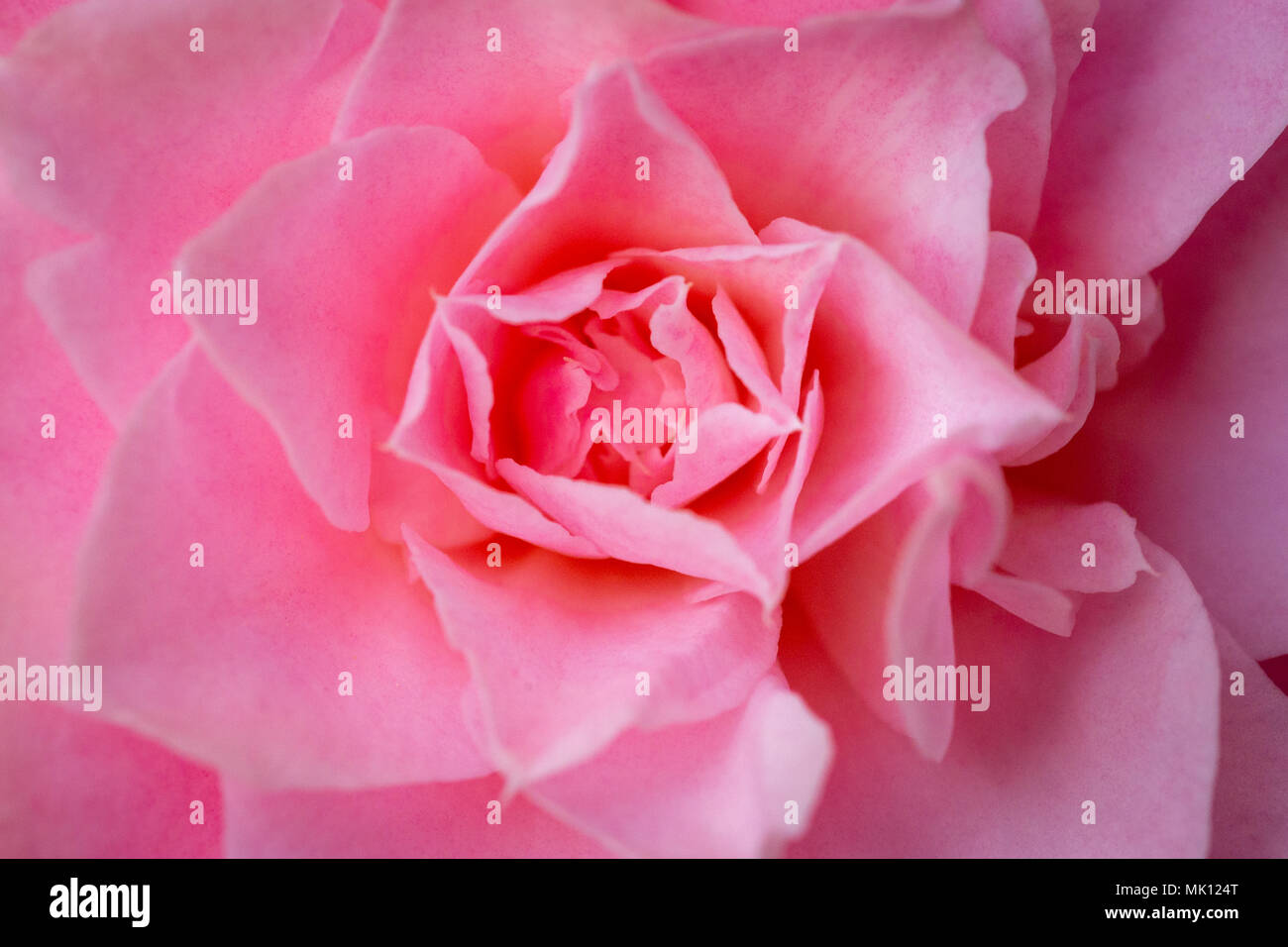 Petals close hi-res stock photography and images - Alamy