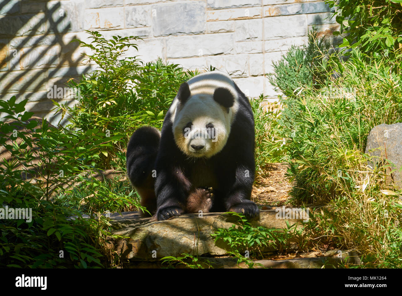 Giant Panda (Ailuropoda melanoleuca), adult, Adelaide Zoo, South Austalia, Australia Stock Photo ...