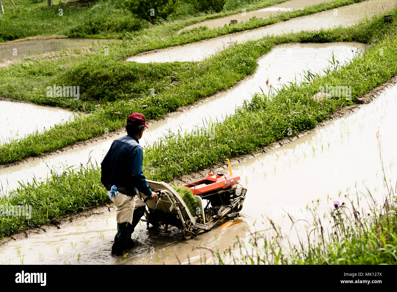 Rice planting on traditional terraced paddies. As access is difficult ...