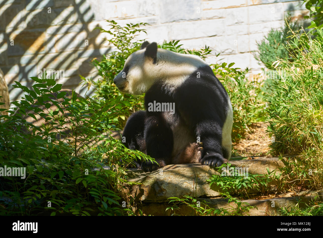Giant Panda (Ailuropoda melanoleuca), adult, Adelaide Zoo, South Austalia, Australia Stock Photo ...