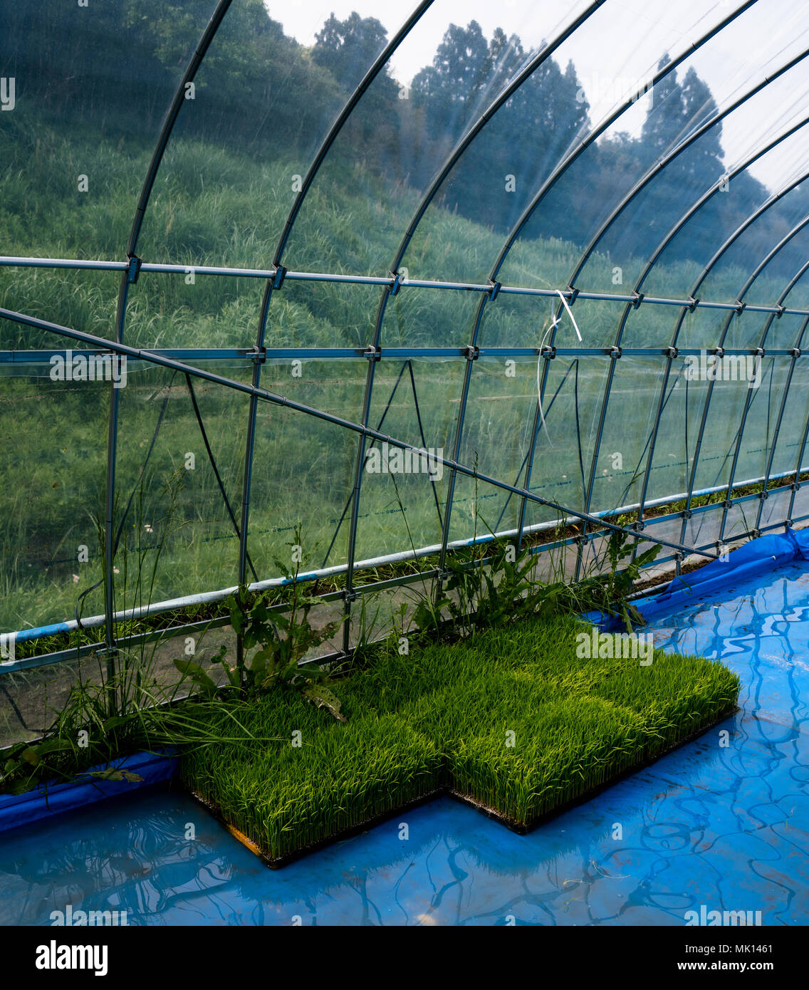 Japan rice planting spring hi-res stock photography and images - Alamy