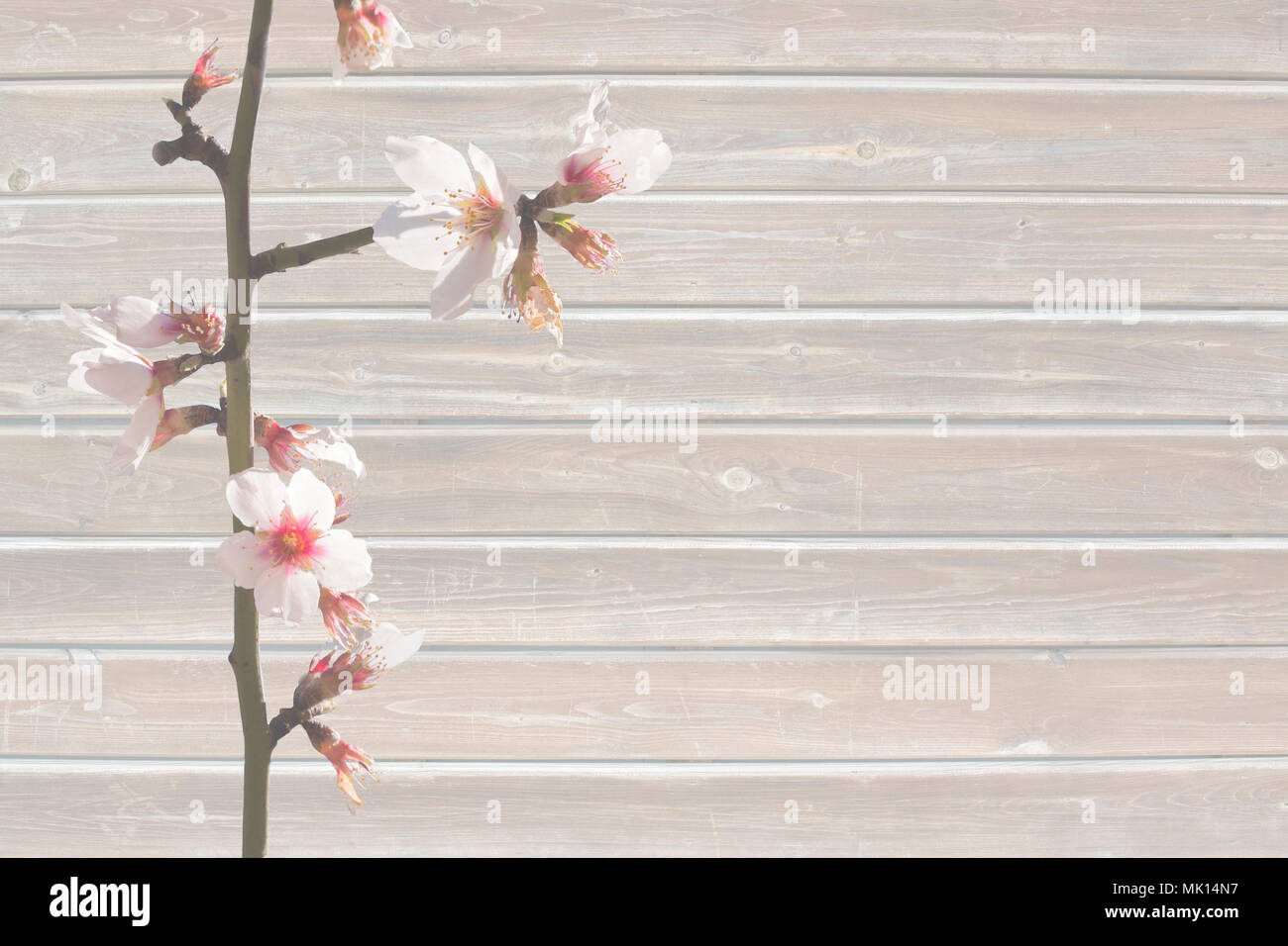 Almond spring flowers on scratched wood plank background texture with ...