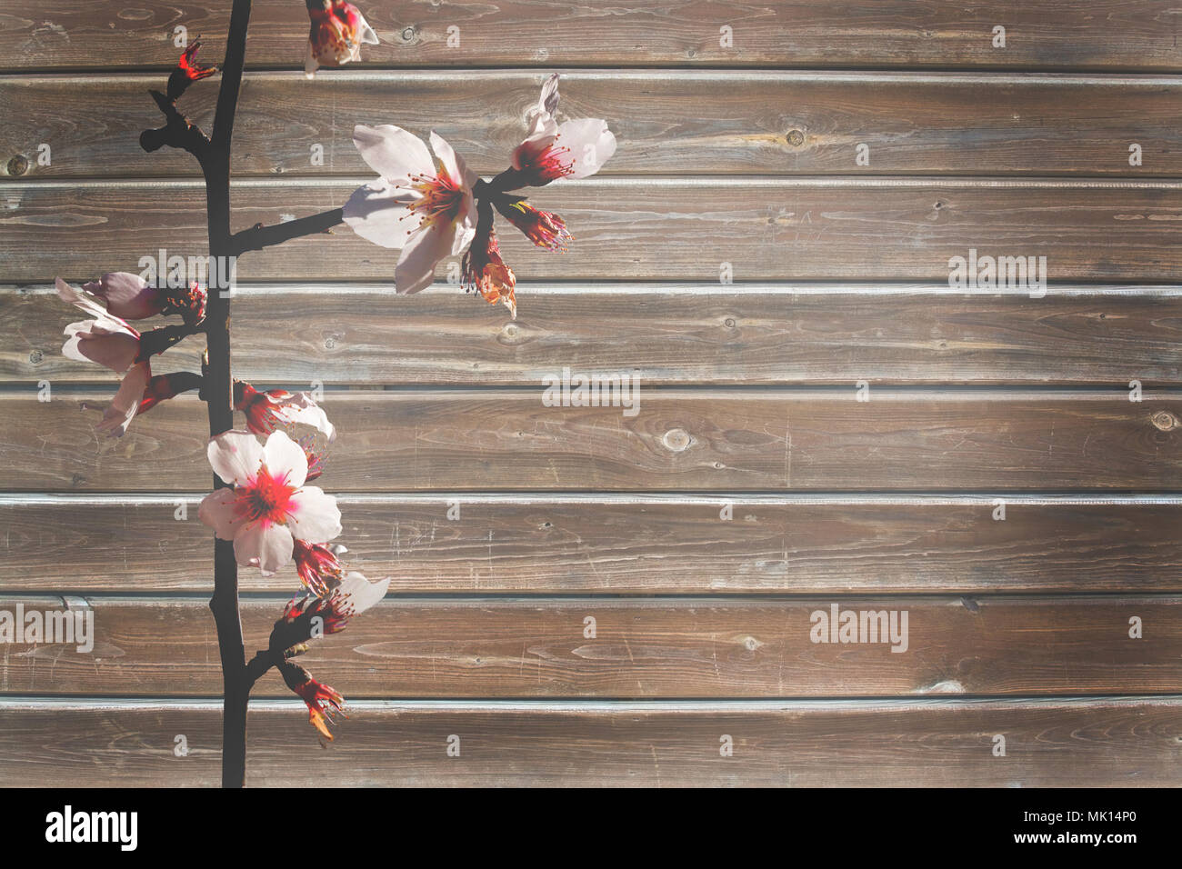 Torn wood texture hi-res stock photography and images - Alamy