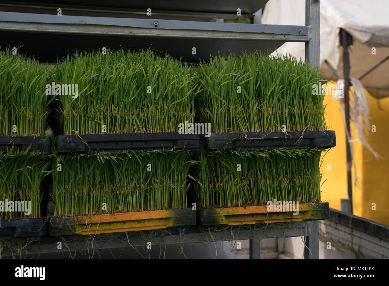 Japan rice planting spring hi-res stock photography and images - Alamy