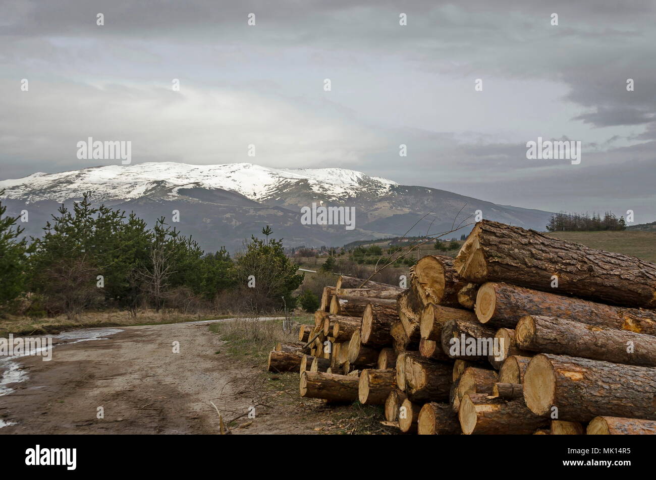 Side view of pile or stack of wood logs in Plana mountain, Bulgaria ...